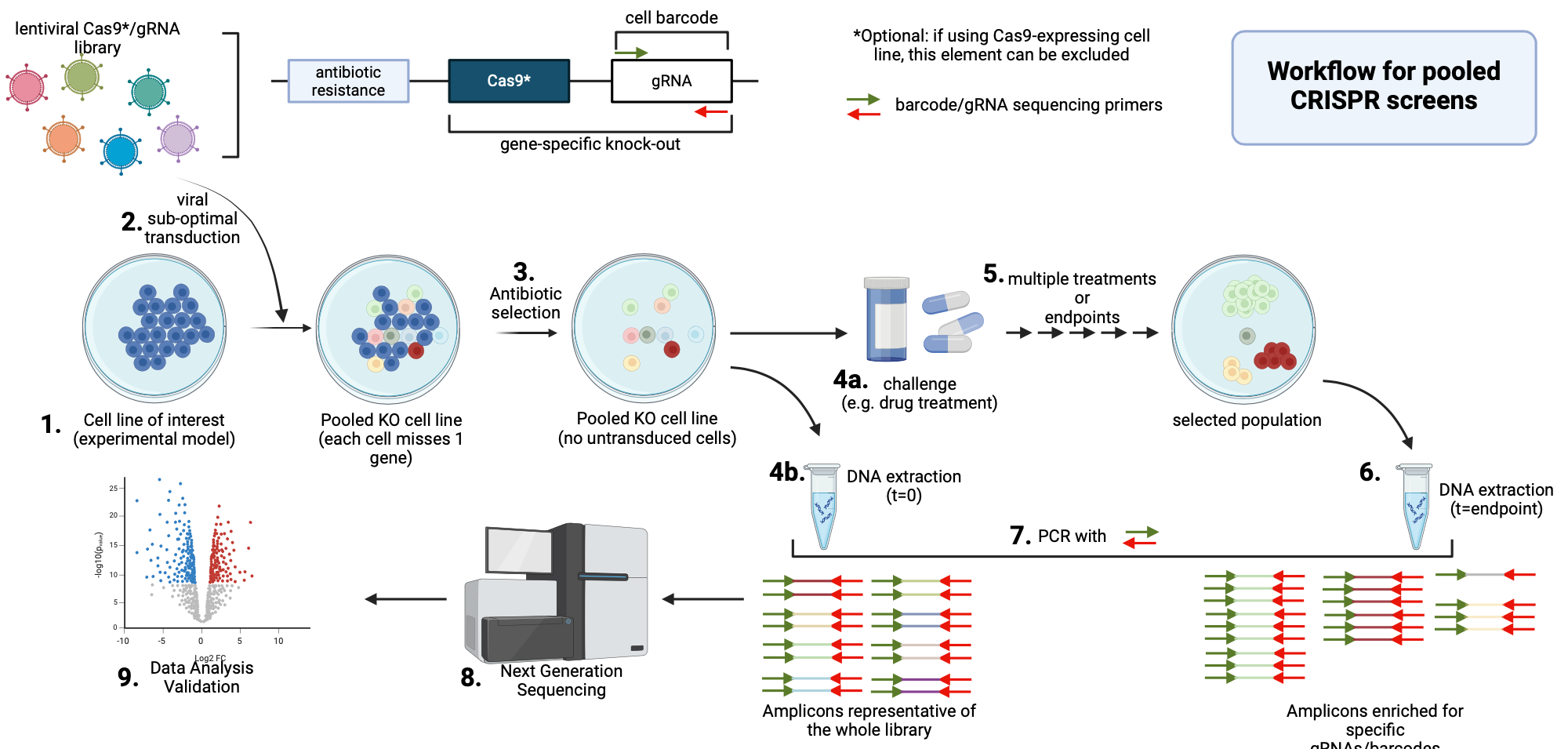 Workflow for pooled CRISPR screens | BioRender Science Templates