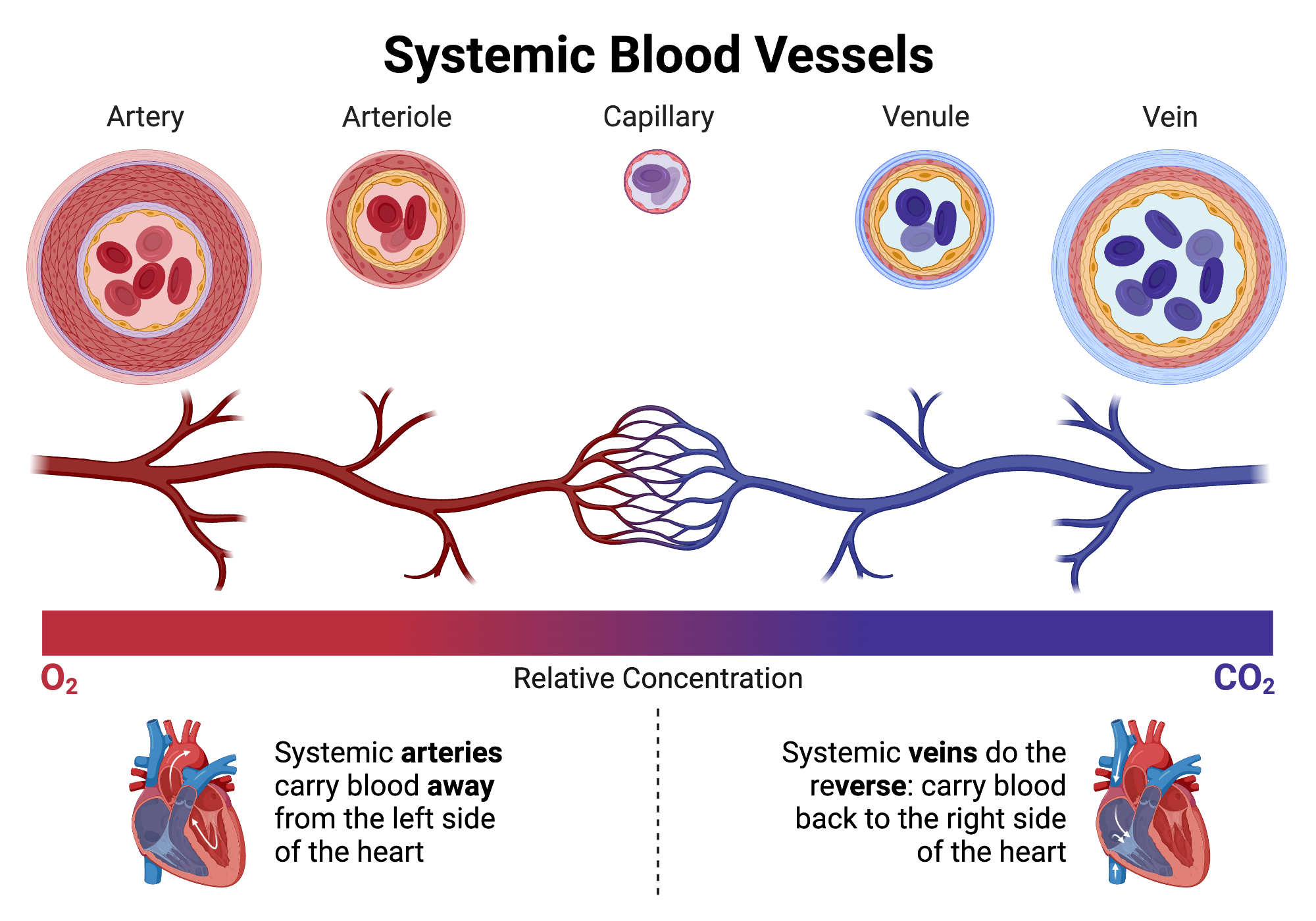 Systemic Blood Vessels | BioRender Science Templates