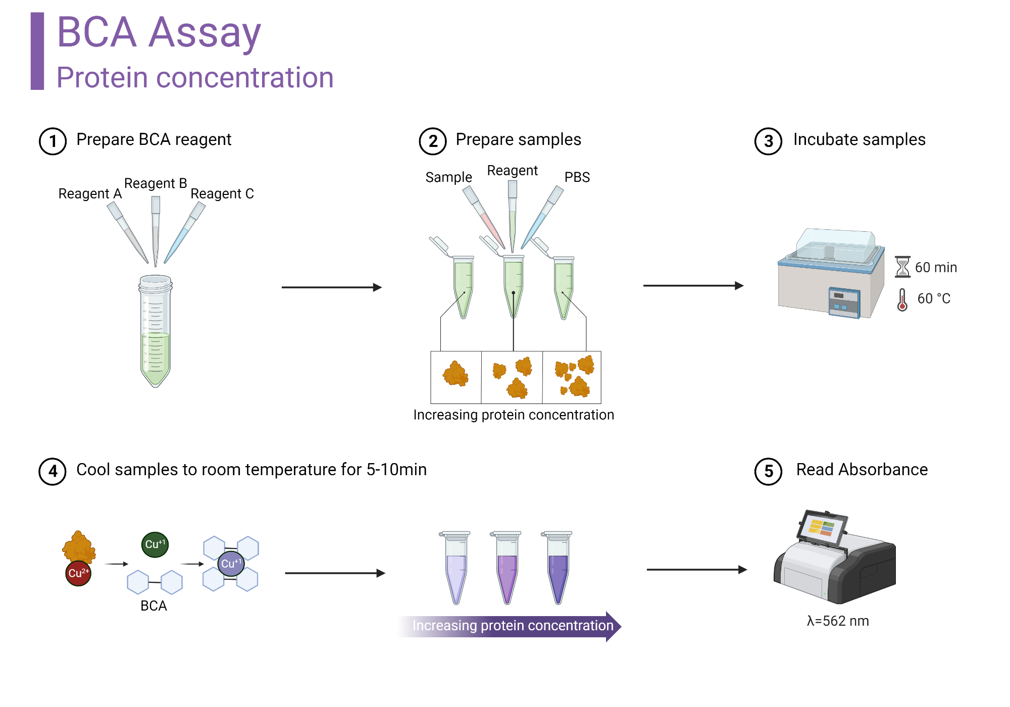 BCA Assay BioRender Science Templates