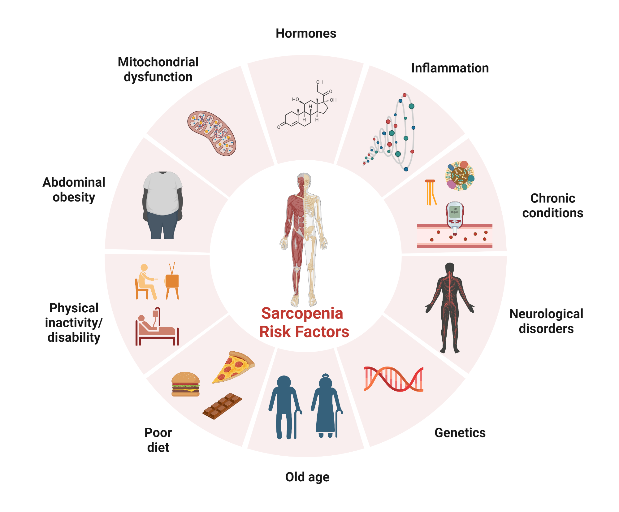 Risk factors for sarcopenia | BioRender Science Templates