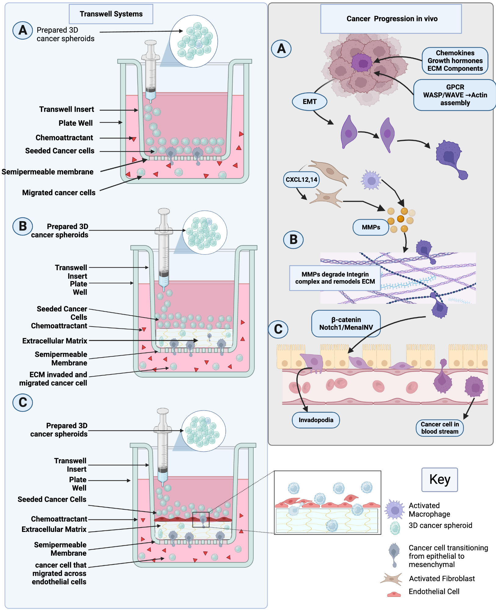 Transwell System | BioRender Science Templates
