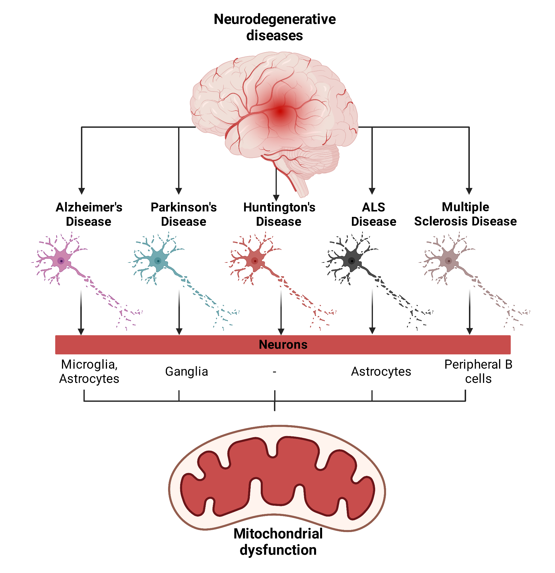 Mitochondrial dysfunction | BioRender Science Templates