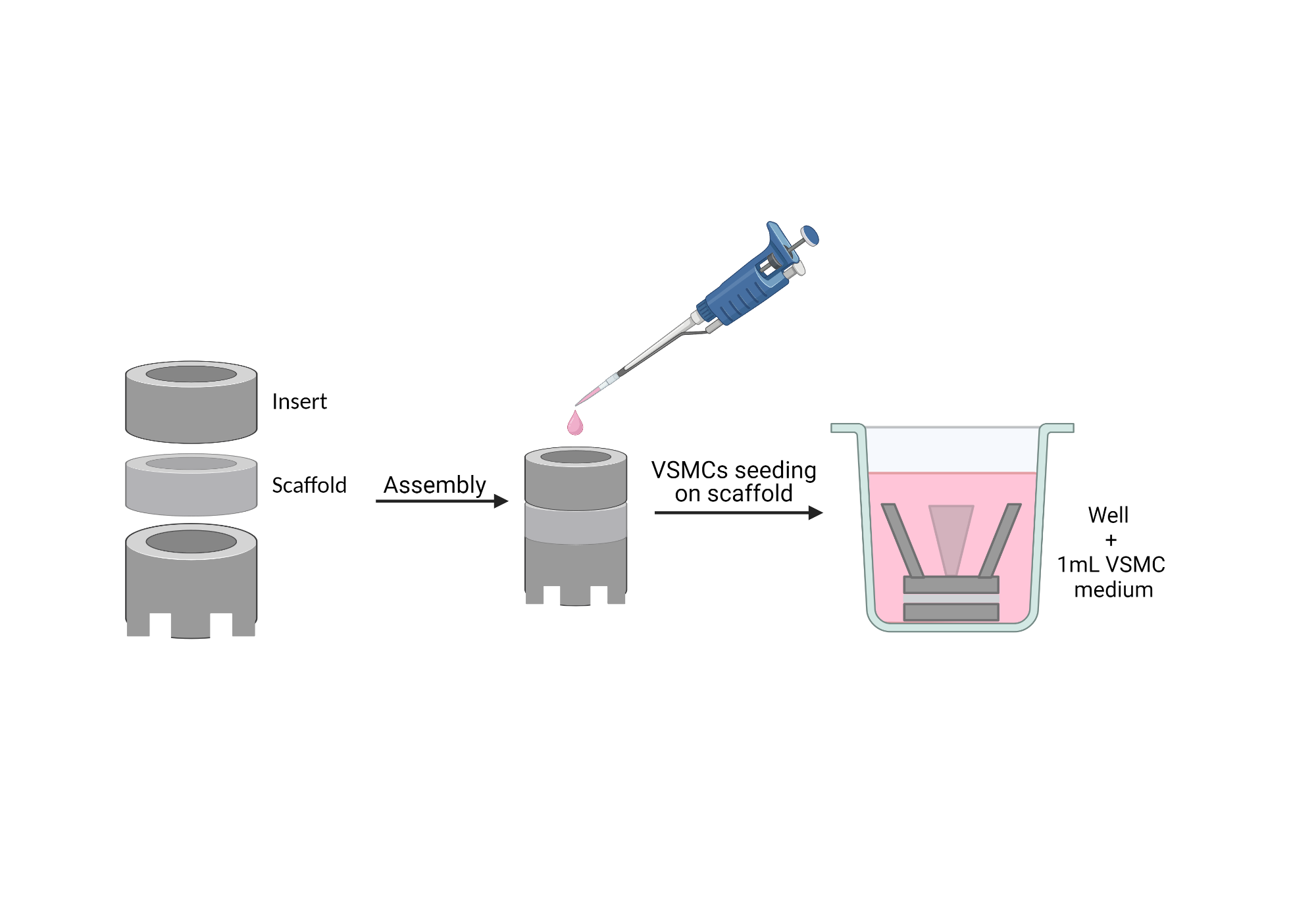 Fixation of scaffolds into cell crowns and cell seeding | BioRender ...