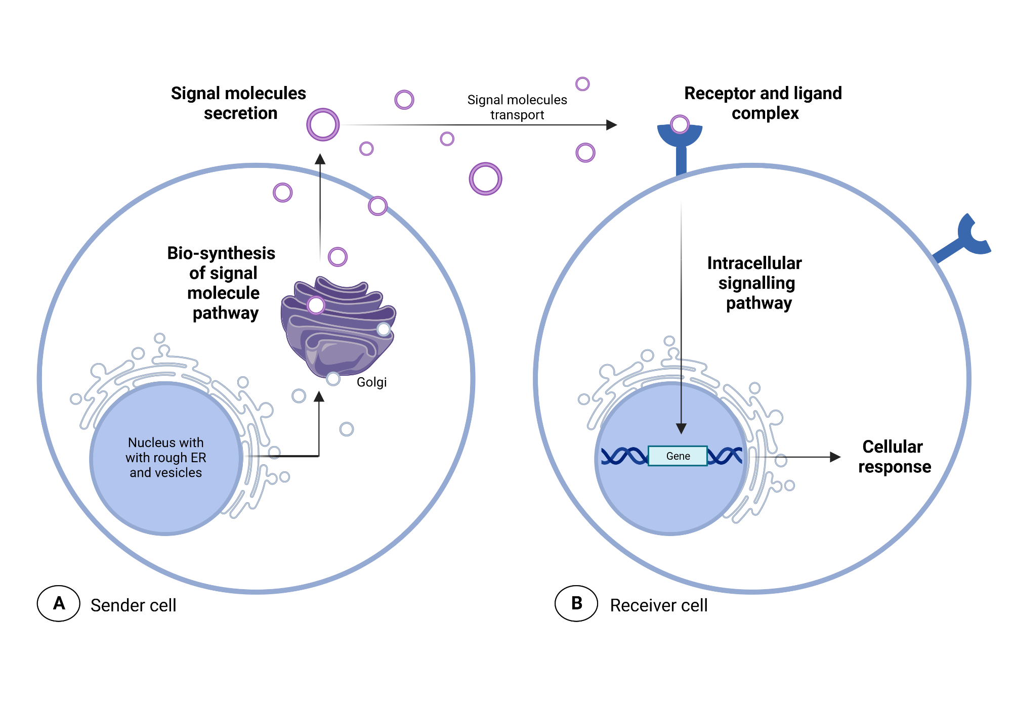 Basic concepts of cell comunication | BioRender Science Templates