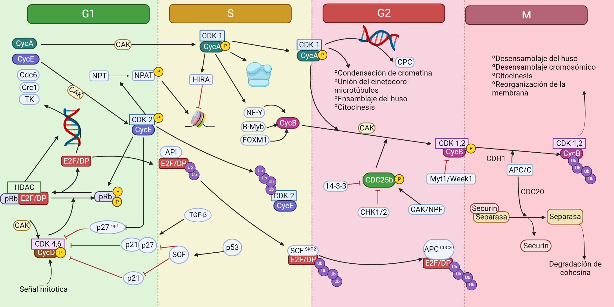 Cell Cycle Regulation Biorender Science Templates