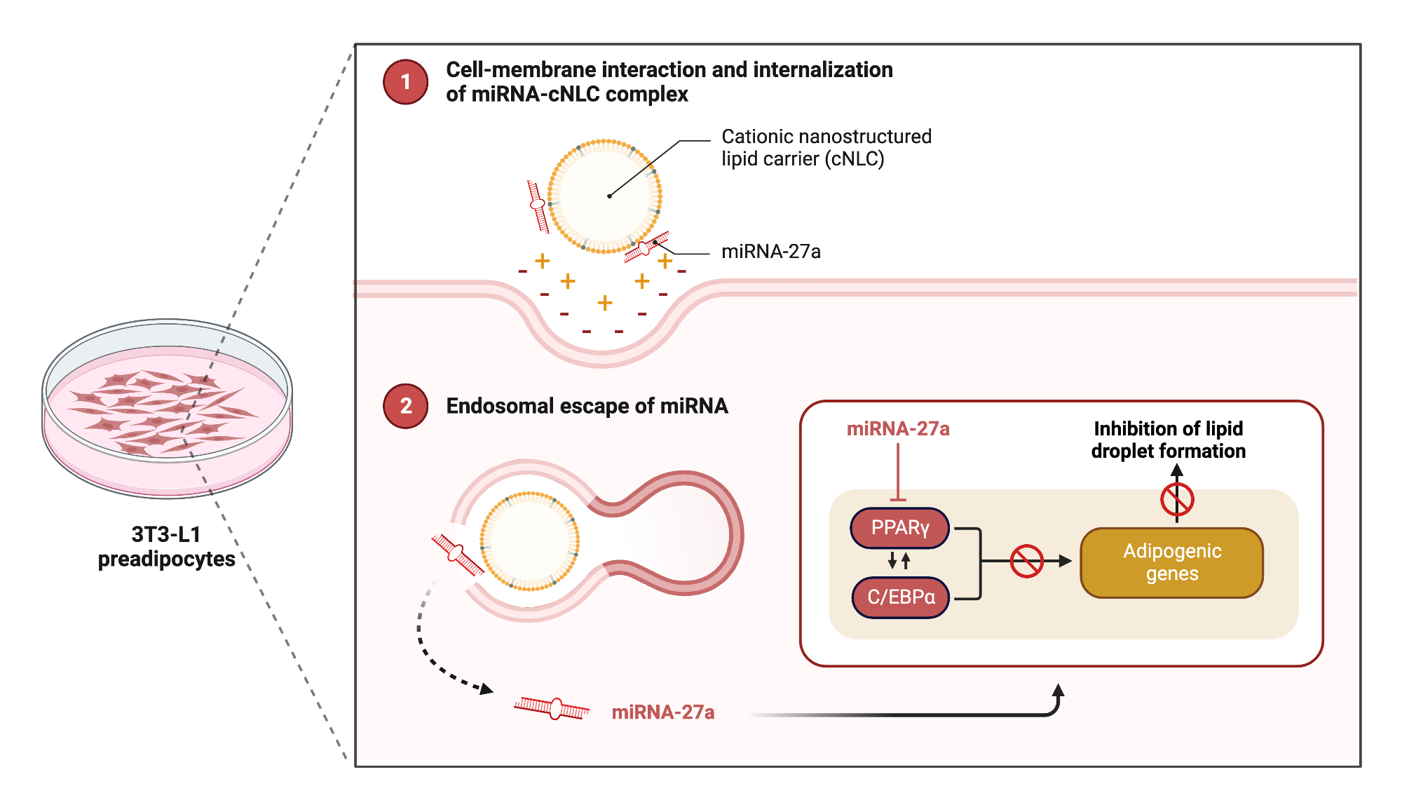 Anti-Adipogenic Effect of miRNA-27a/cNLC Complexes in 3T3-L1 Cells ...