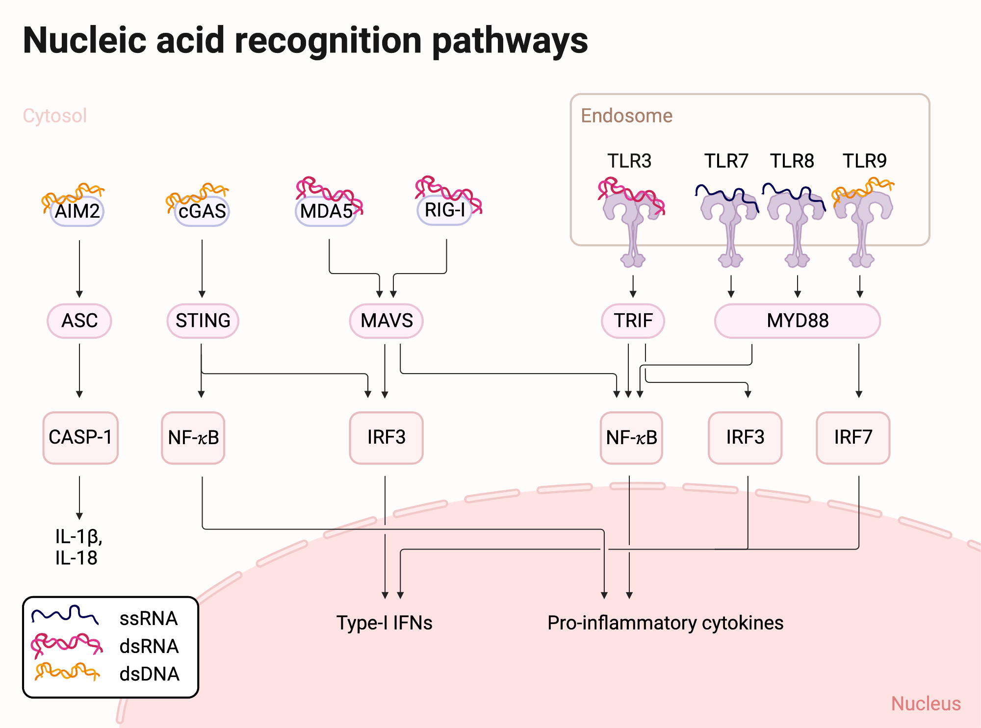 Nucleic acid sensing pathways | BioRender Science Templates