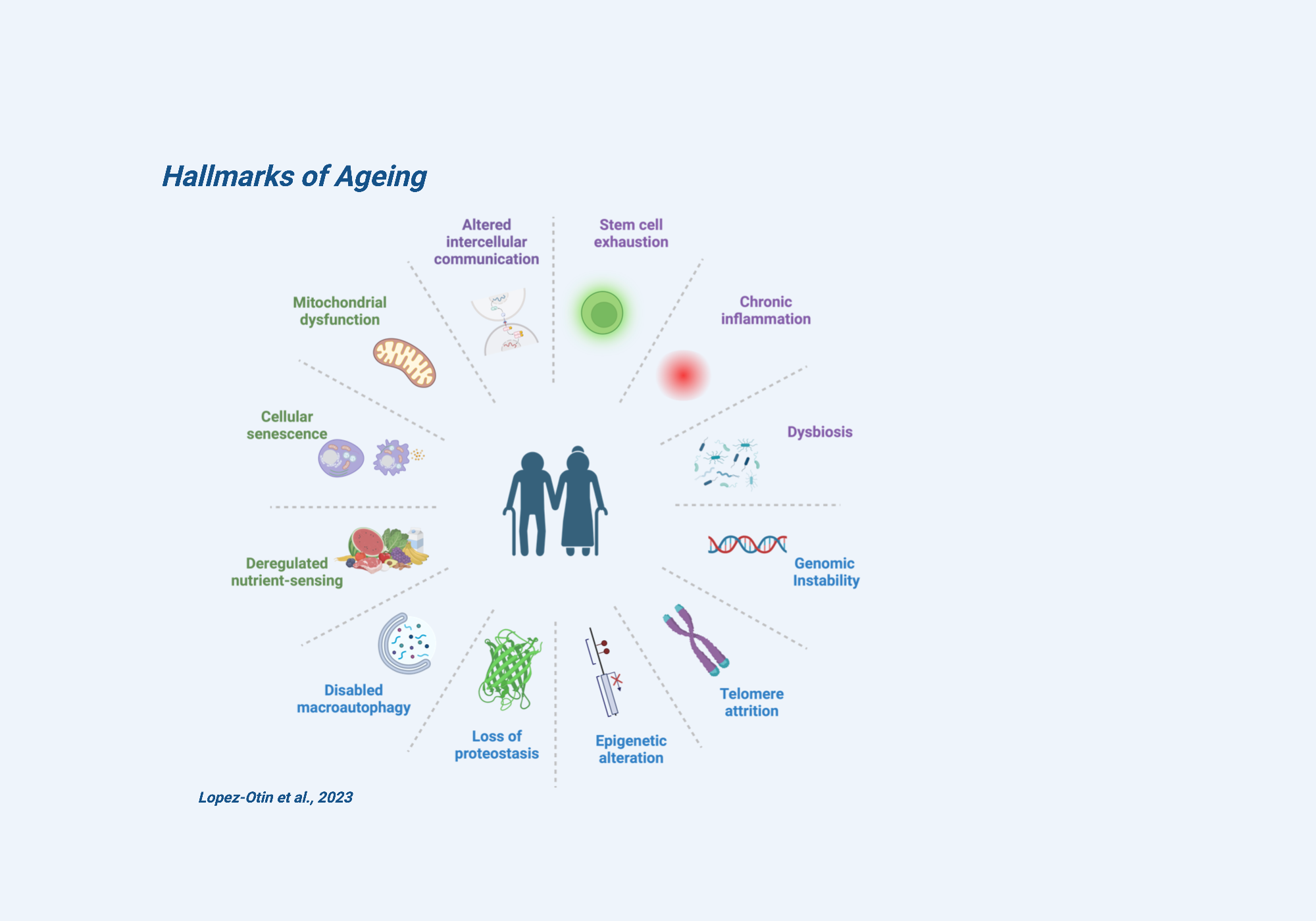 Hallmarks of Ageing | BioRender Science Templates