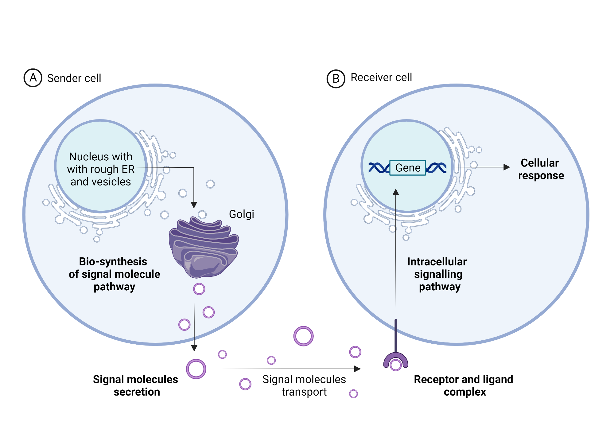 Basic concepts of cell communications | BioRender Science Templates