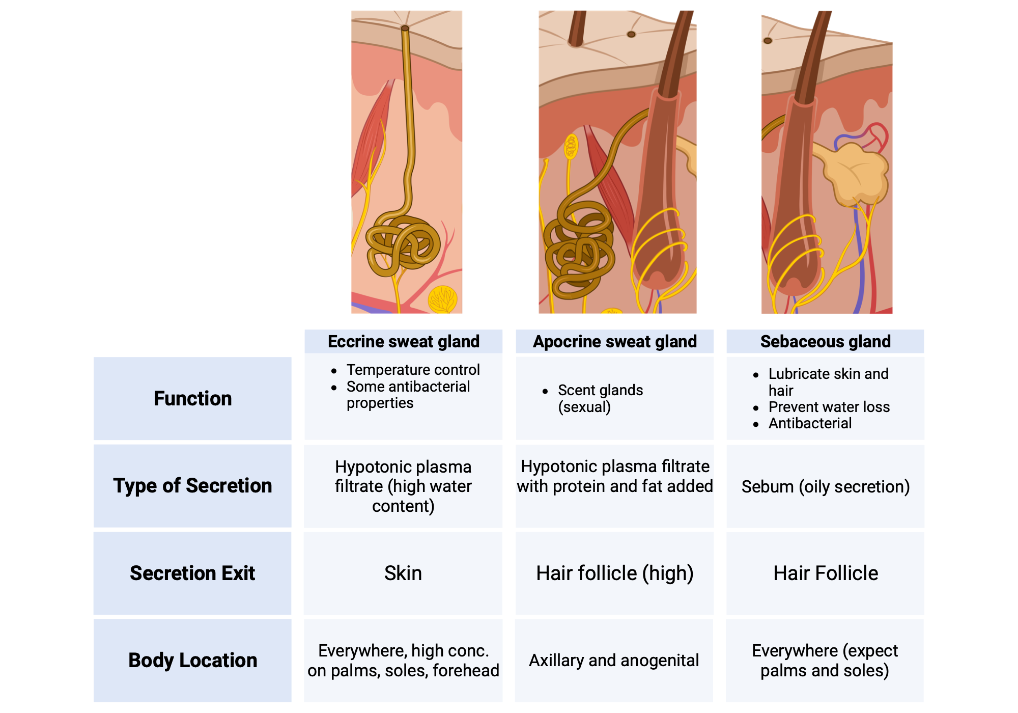 Summary Integument Glands | BioRender Science Templates