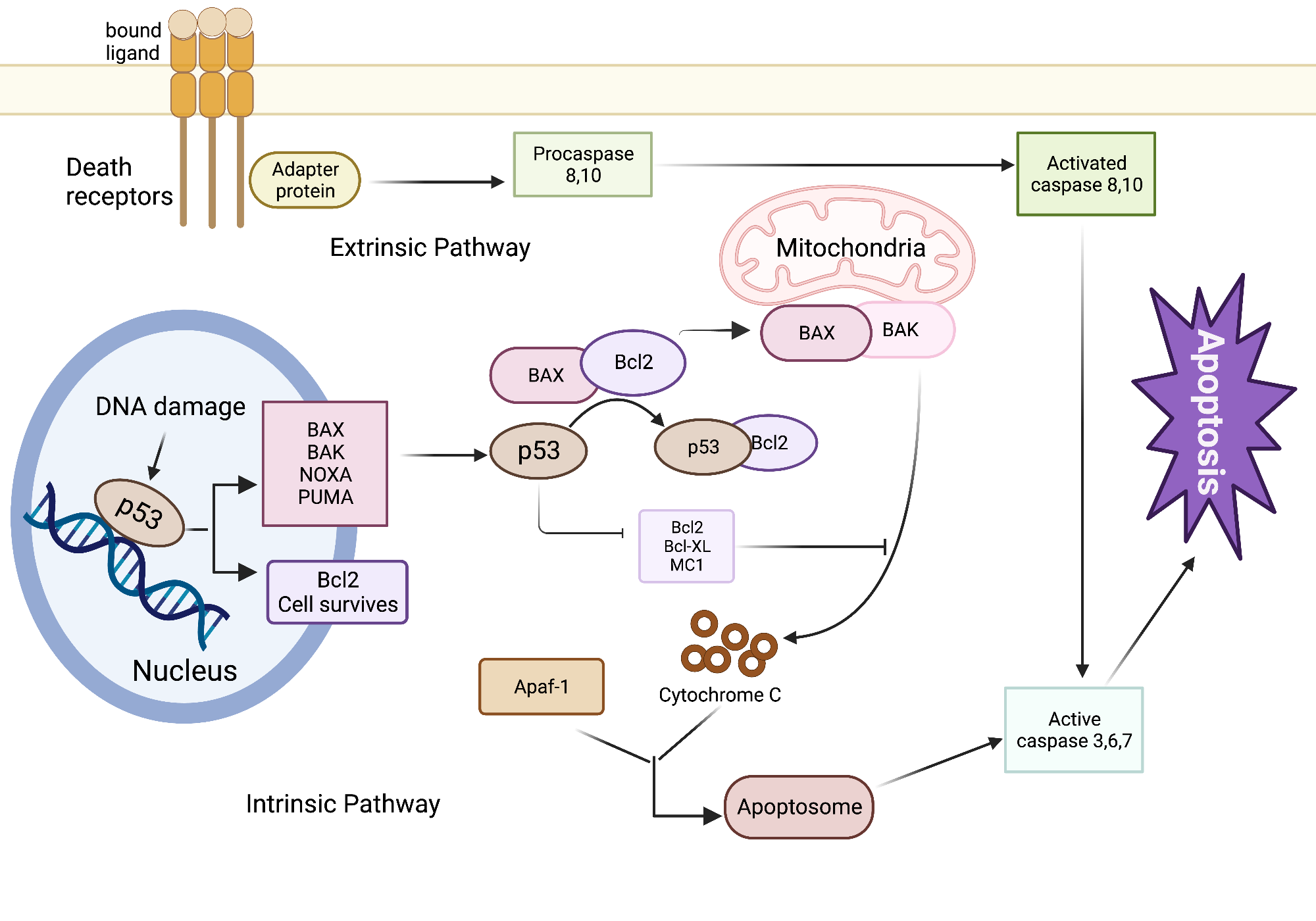 Apoptosis pathway | BioRender Science Templates