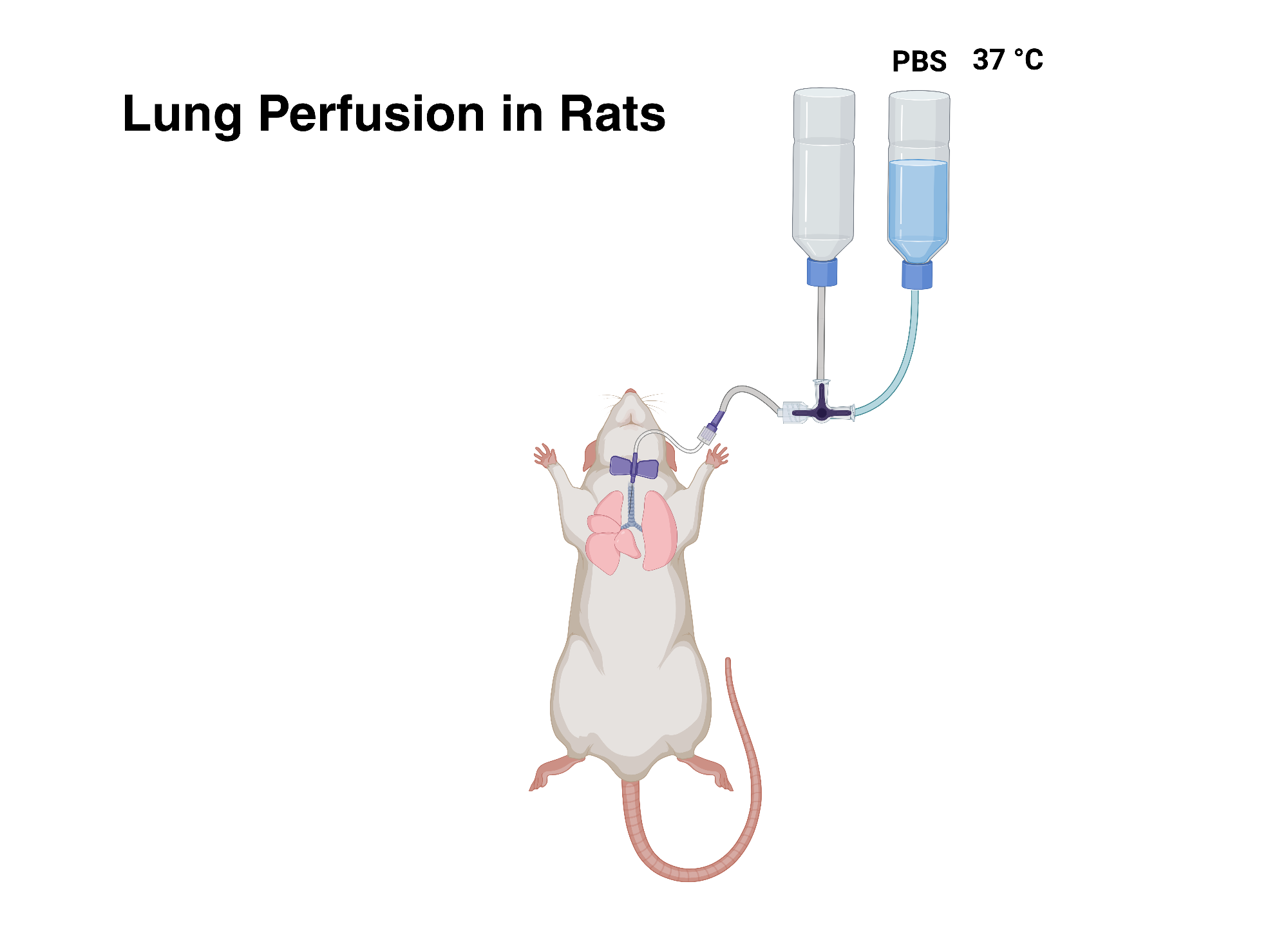 Rat Lung Perfusion | BioRender Science Templates