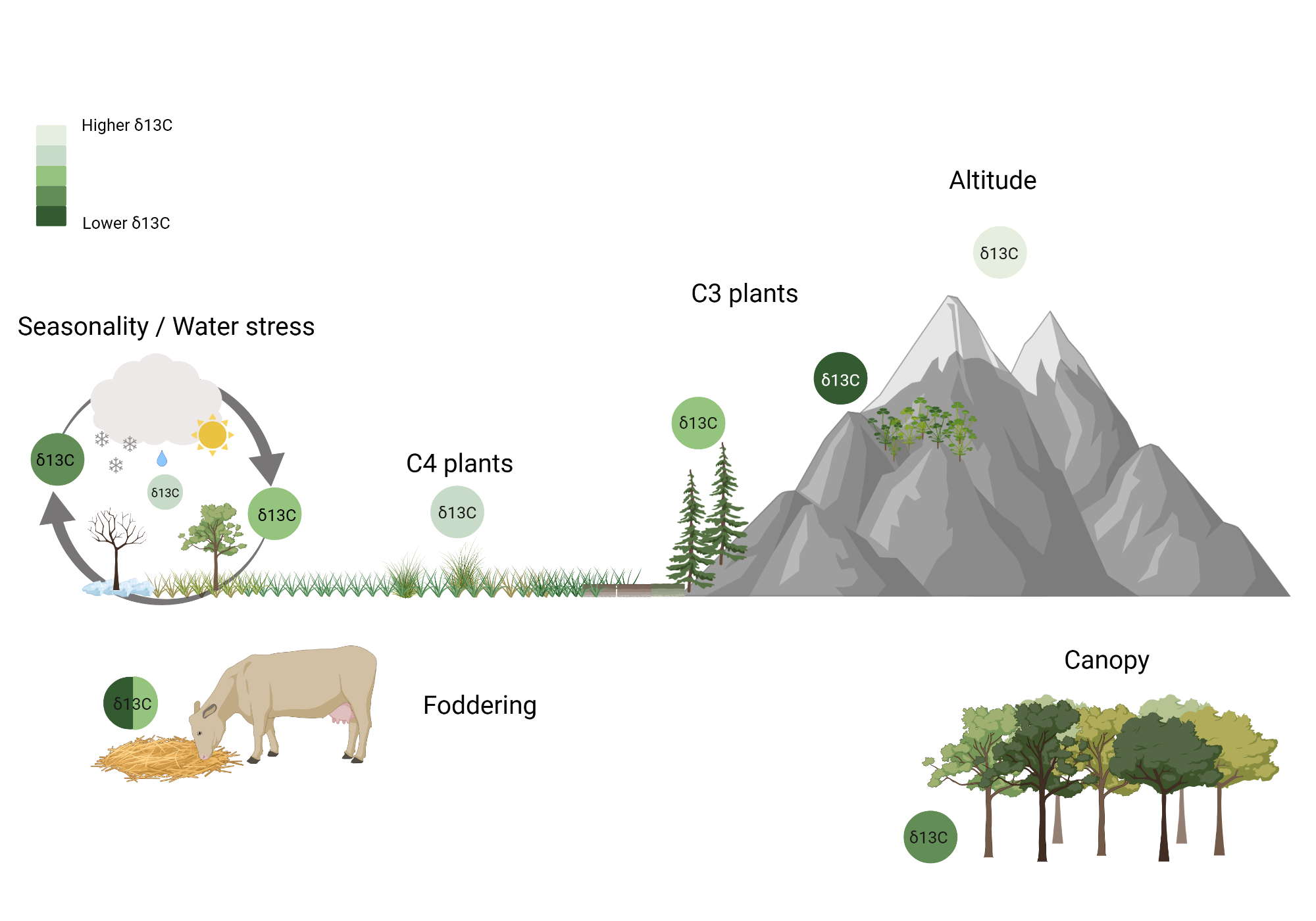 Carbon isotope ratios in the natural environment | BioRender Science ...