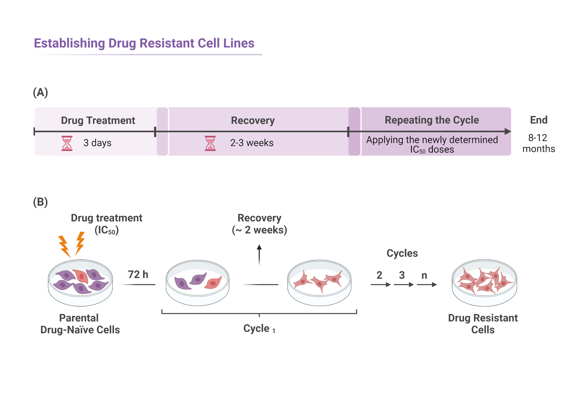 Establishing Drug Resistant Cells | BioRender Science Templates