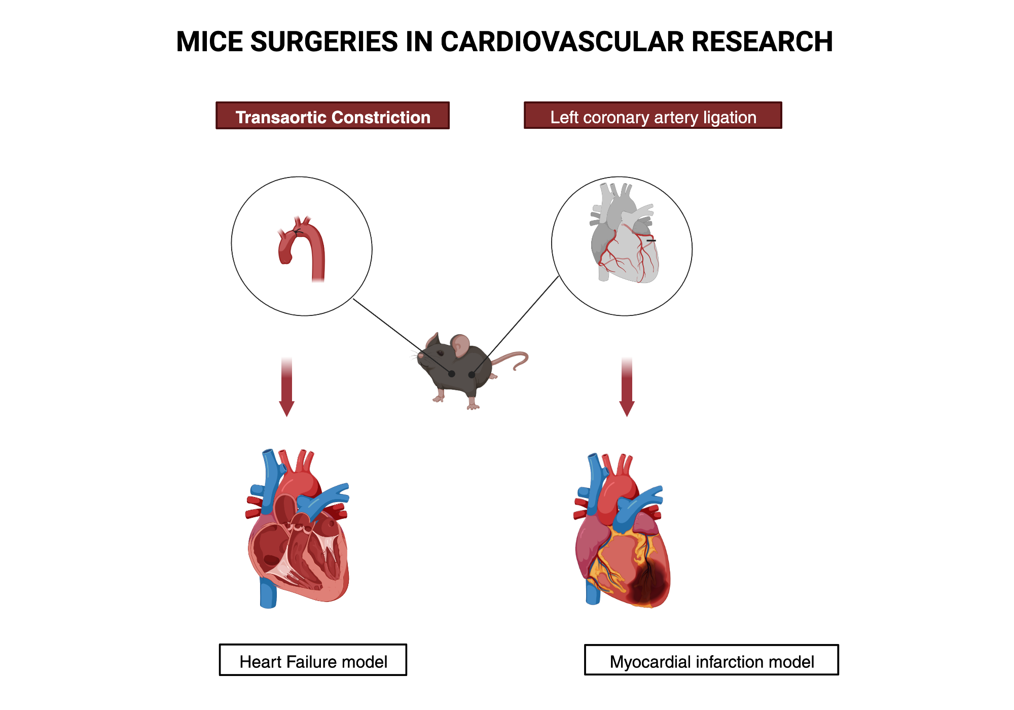 Mice surgeries in cardiovascular research | BioRender Science Templates