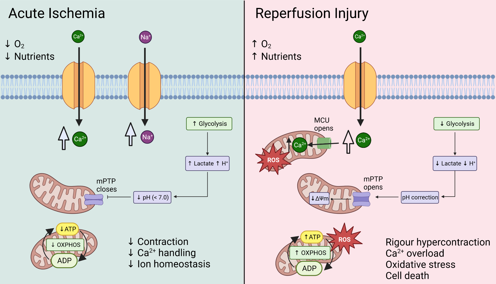 Ischaemia Reperfusion Injury | BioRender Science Templates