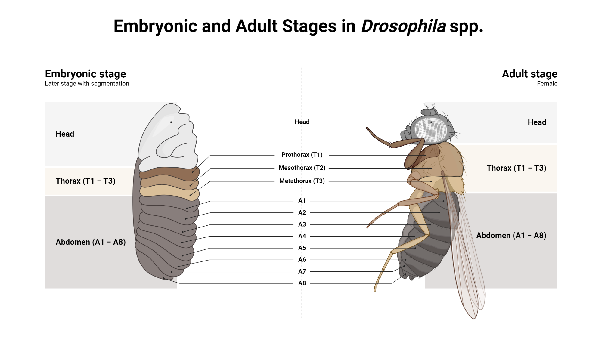 Anatomy of Drosophila (Female) - Embryonic and Adult Stages | BioRender ...