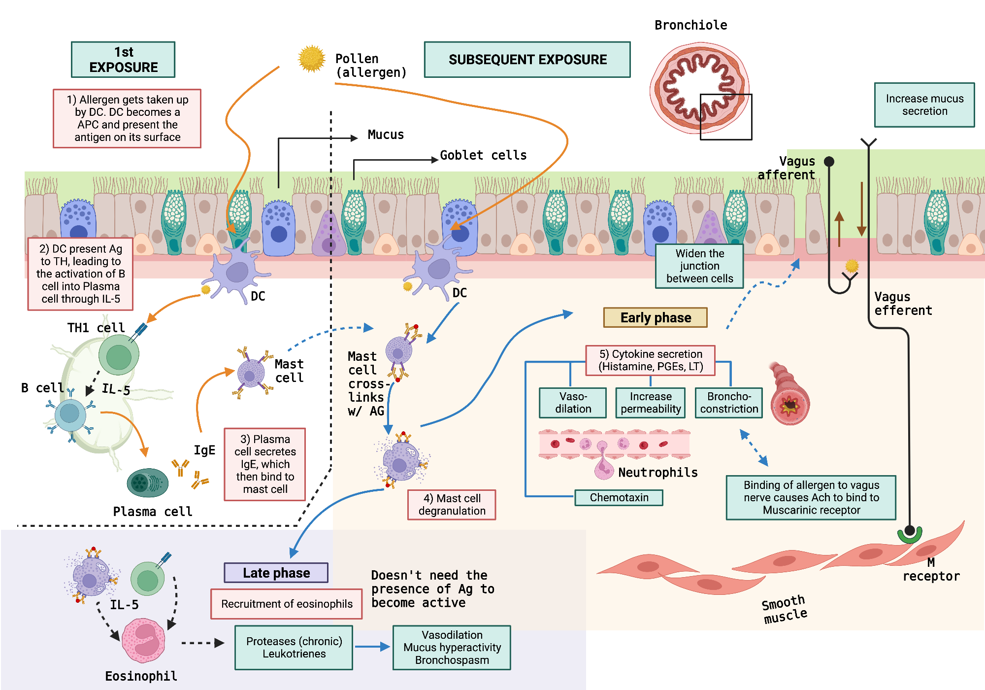 Athma pathophysiology | BioRender Science Templates