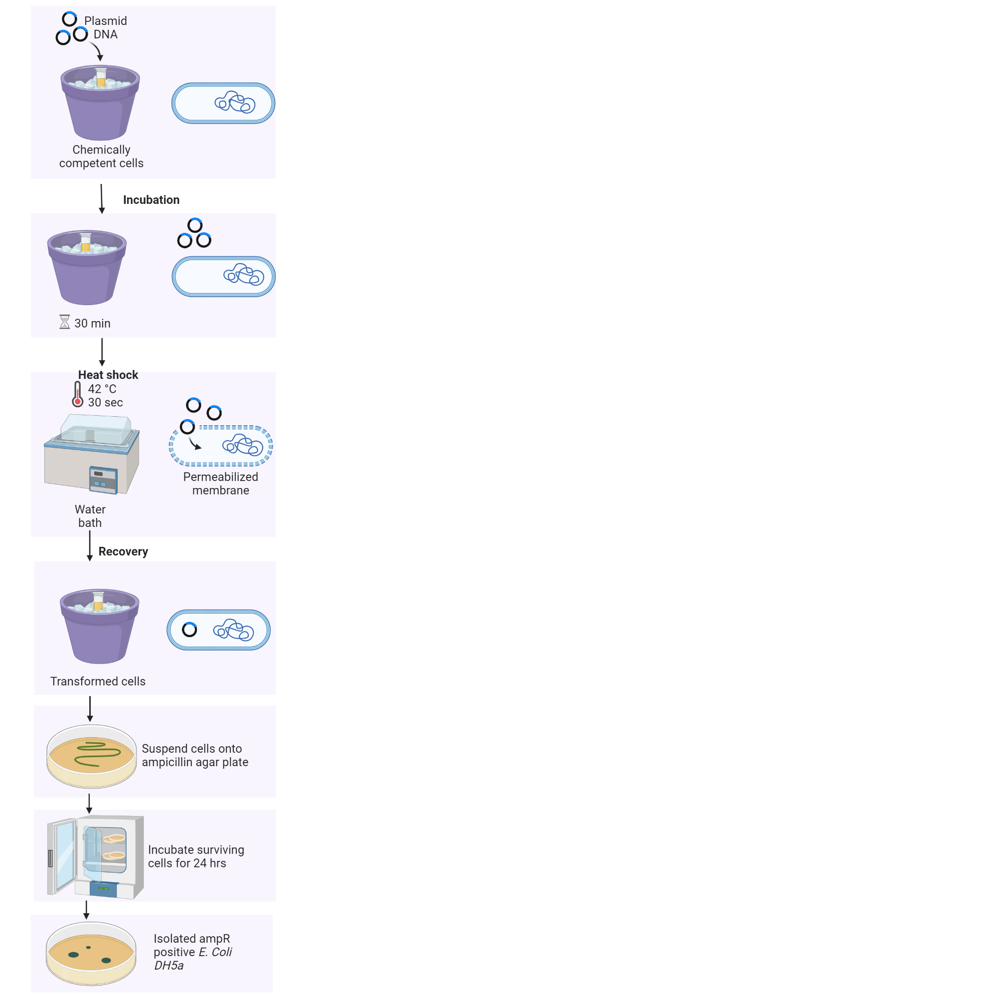 Transformation | BioRender Science Templates