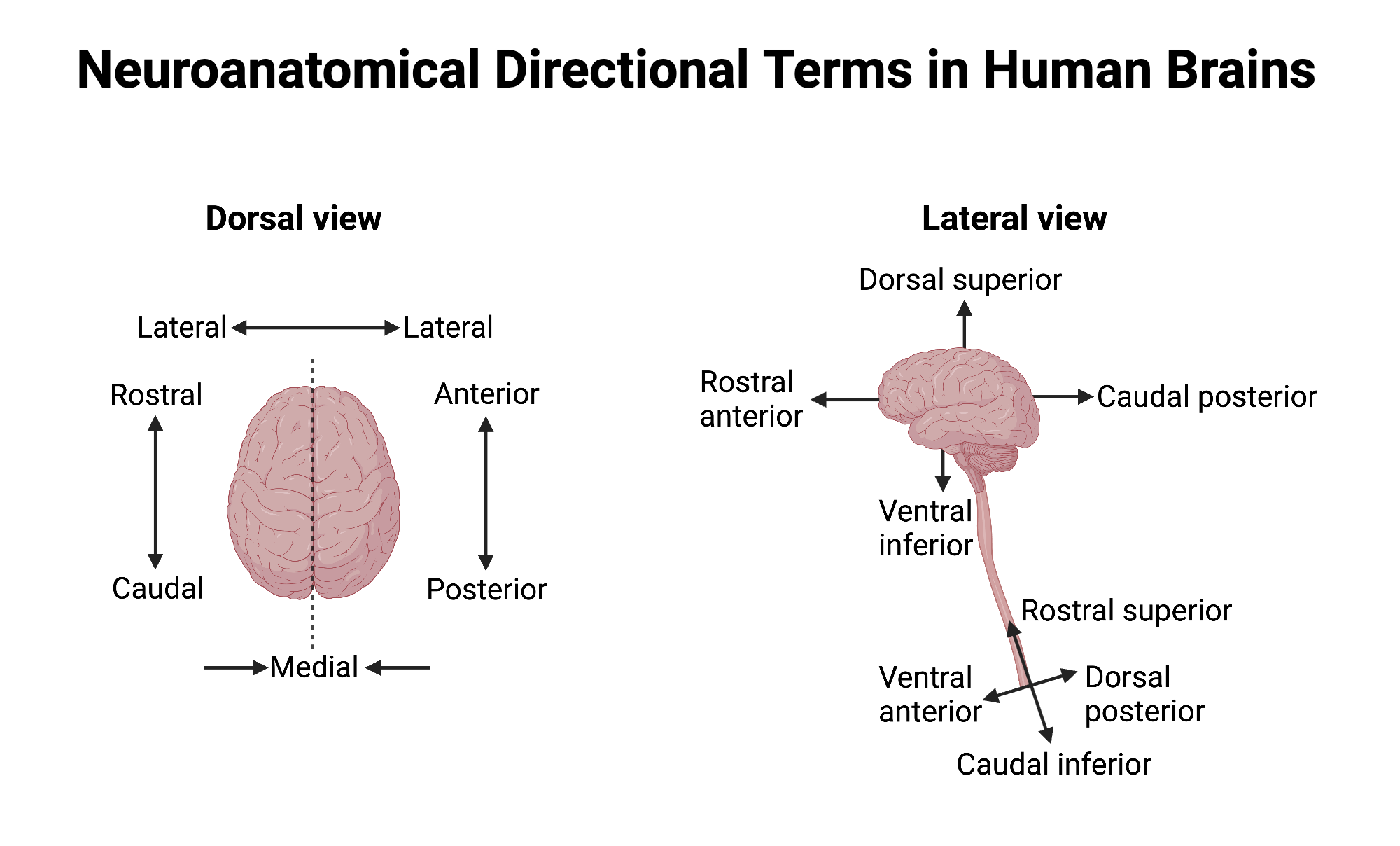 Neuroanatomical Directional Terms In Human Brains Biorender Science