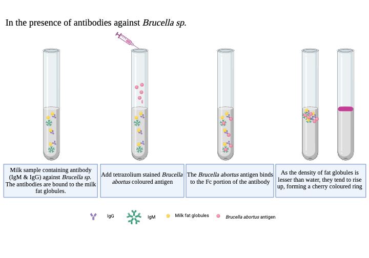 Milk Ring Test Principle | BioRender Science Templates