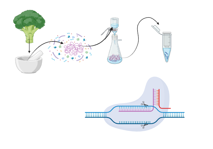 Isolation Of Dna Biorender Science Templates