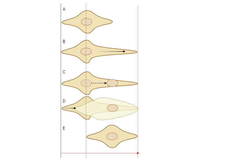 Neuron saltatory movement | BioRender Science Templates