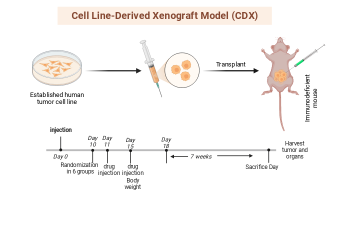 mice model anti cancer study | BioRender Science Templates