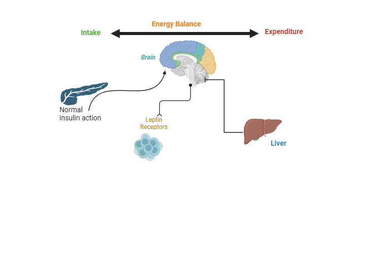 Energy balance and Regulation of food | BioRender Science Templates