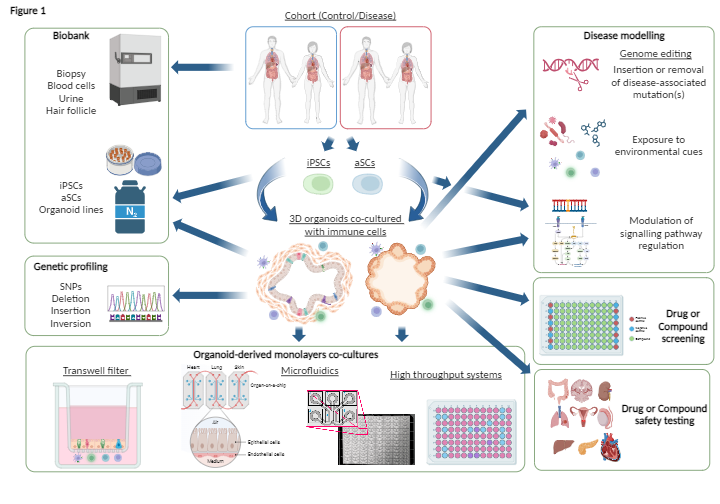 Fig 1. Organoid and immune research review | BioRender Science Templates