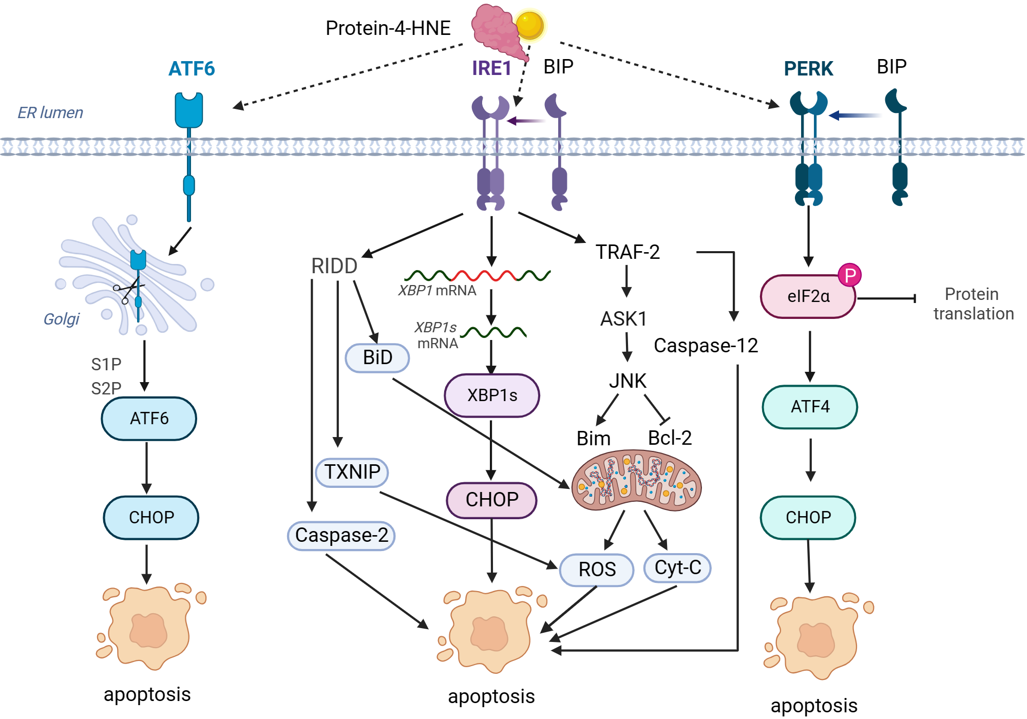 UPR Signaling (ATF6, PERK, IRE1) | BioRender Science Templates