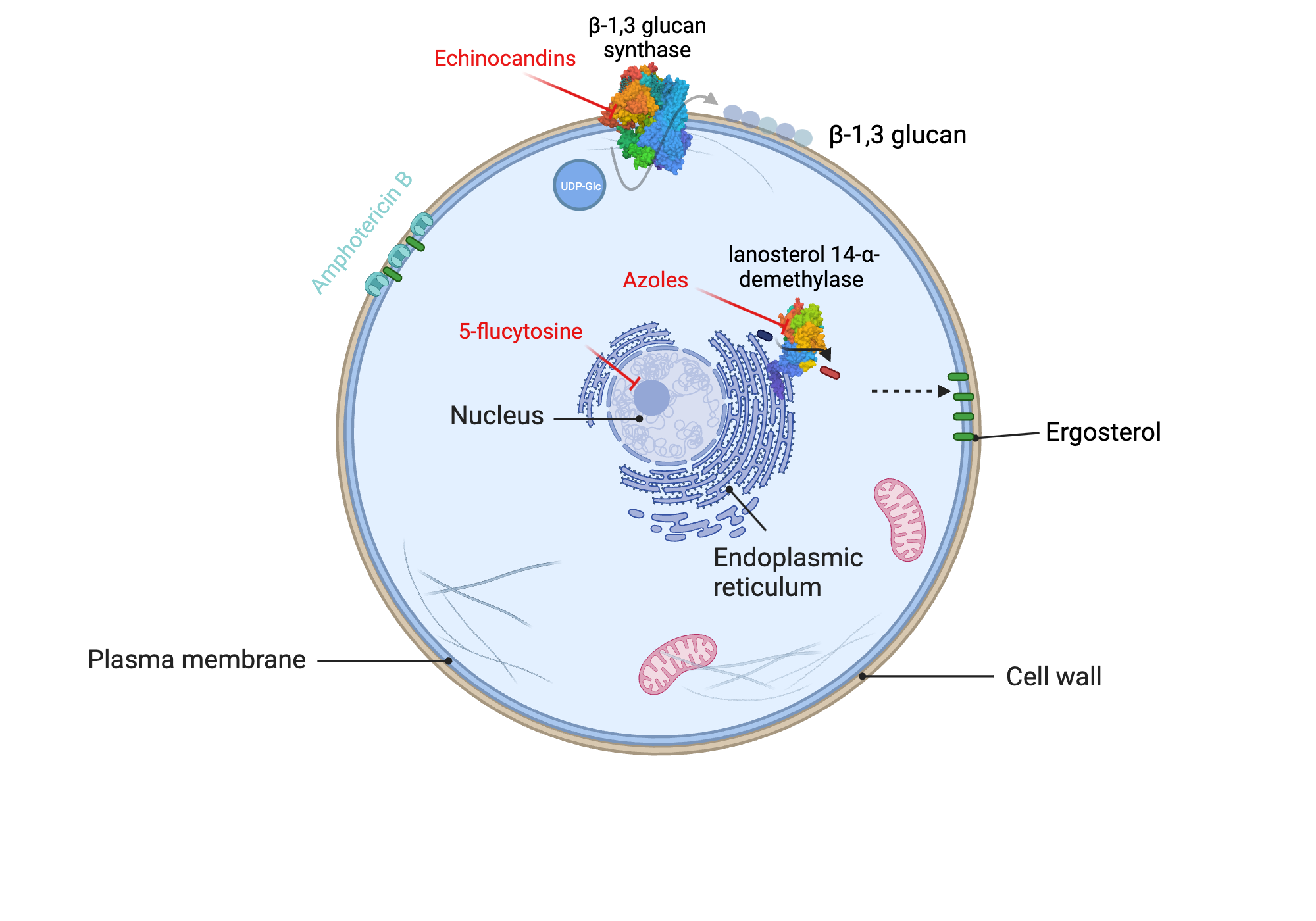 Mode of action of antifungal drugs | BioRender Science Templates