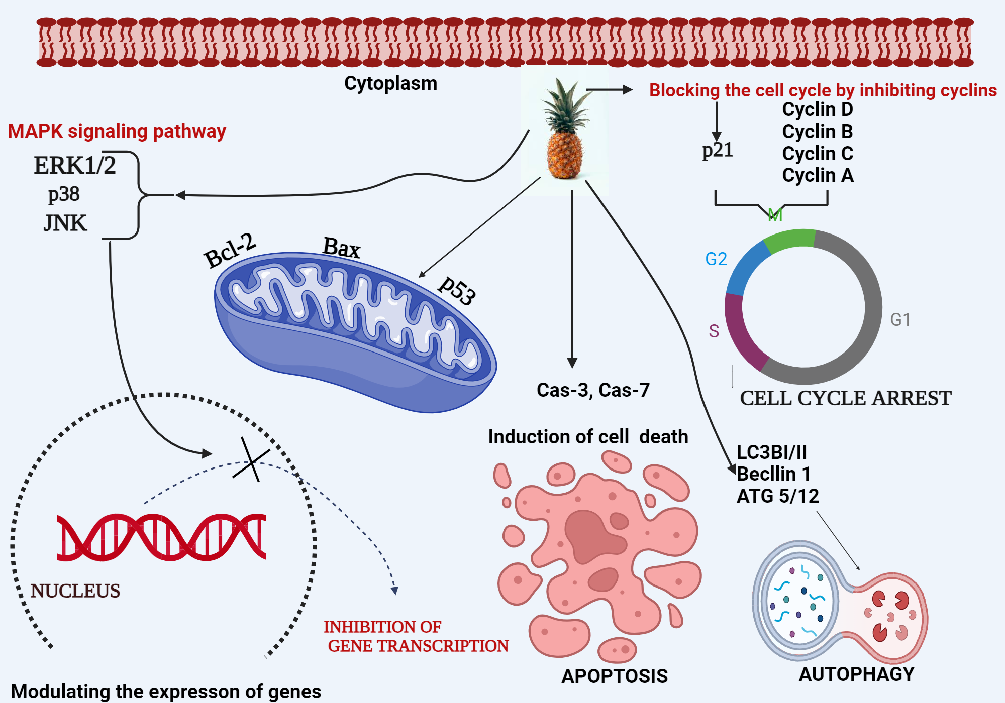 Possible mechanisms involved in anticancer activity of pineapple and ...