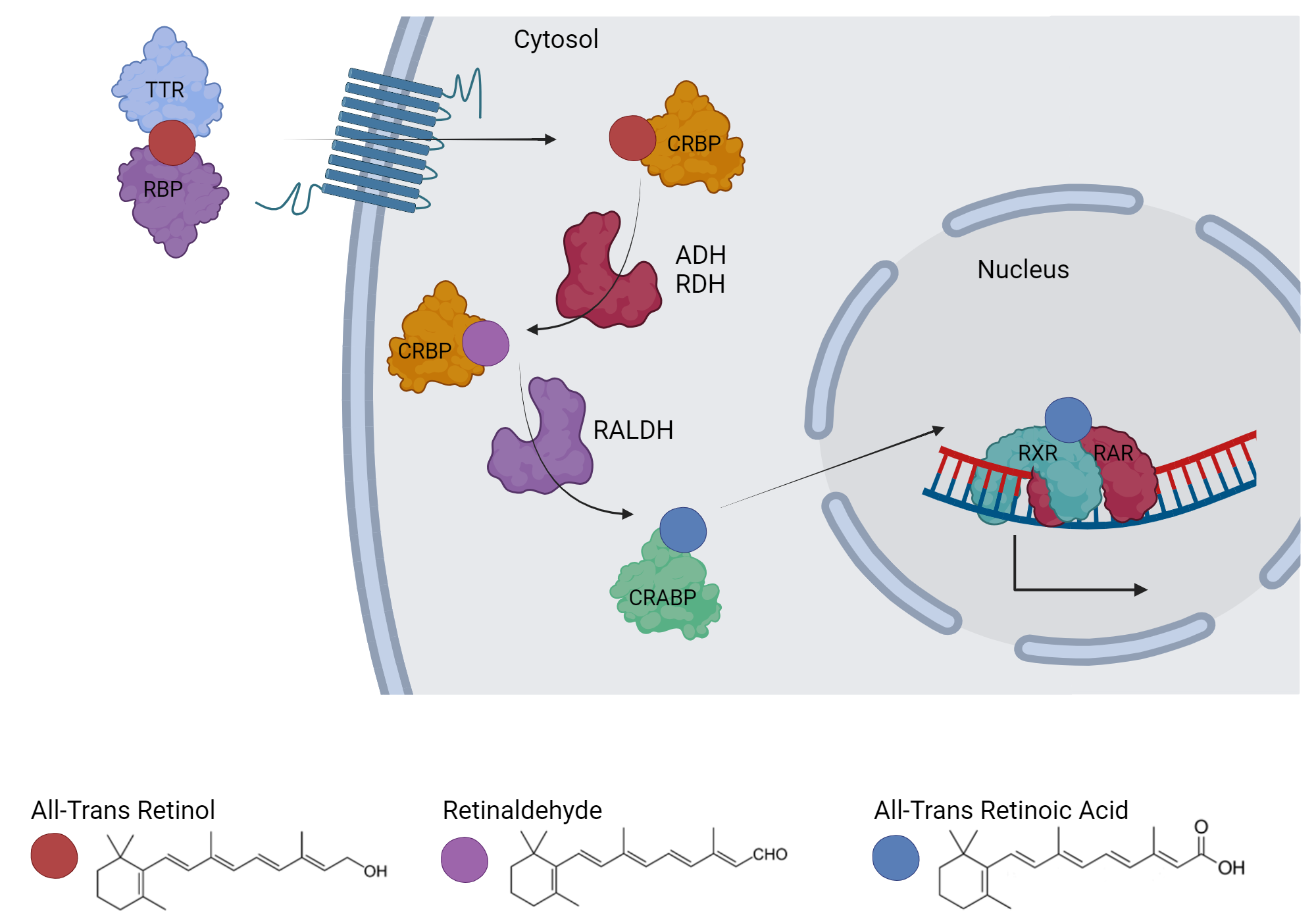 Retinoid Transport and Metabolism | BioRender Science Templates