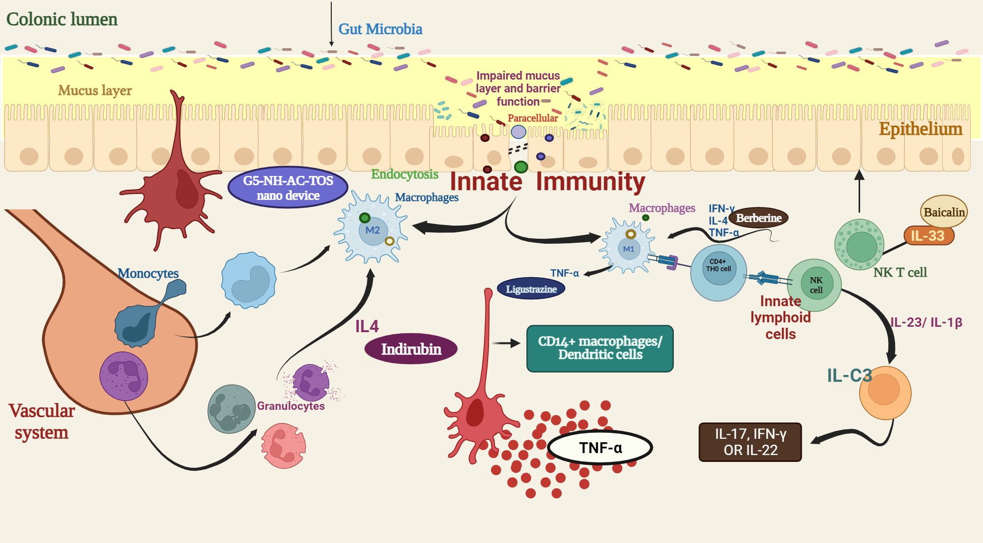 Drugs acting on various pathophysiological pathways in ulcerative ...