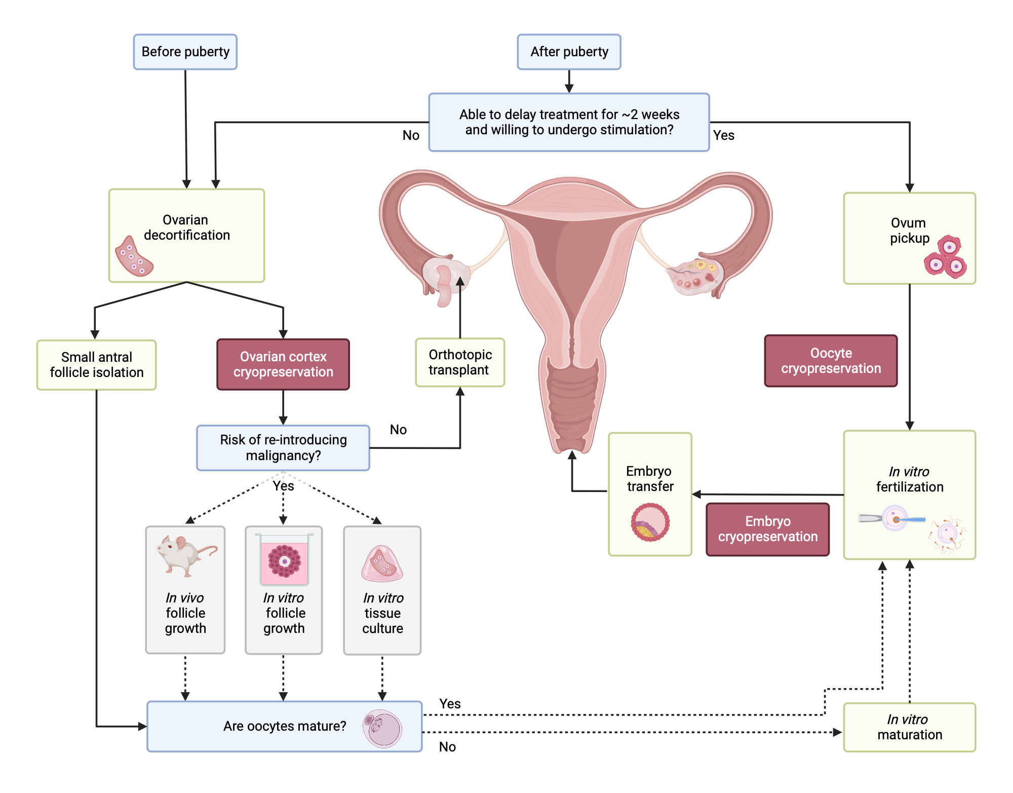 Female Fertility Preservation Workflow | BioRender Science Templates