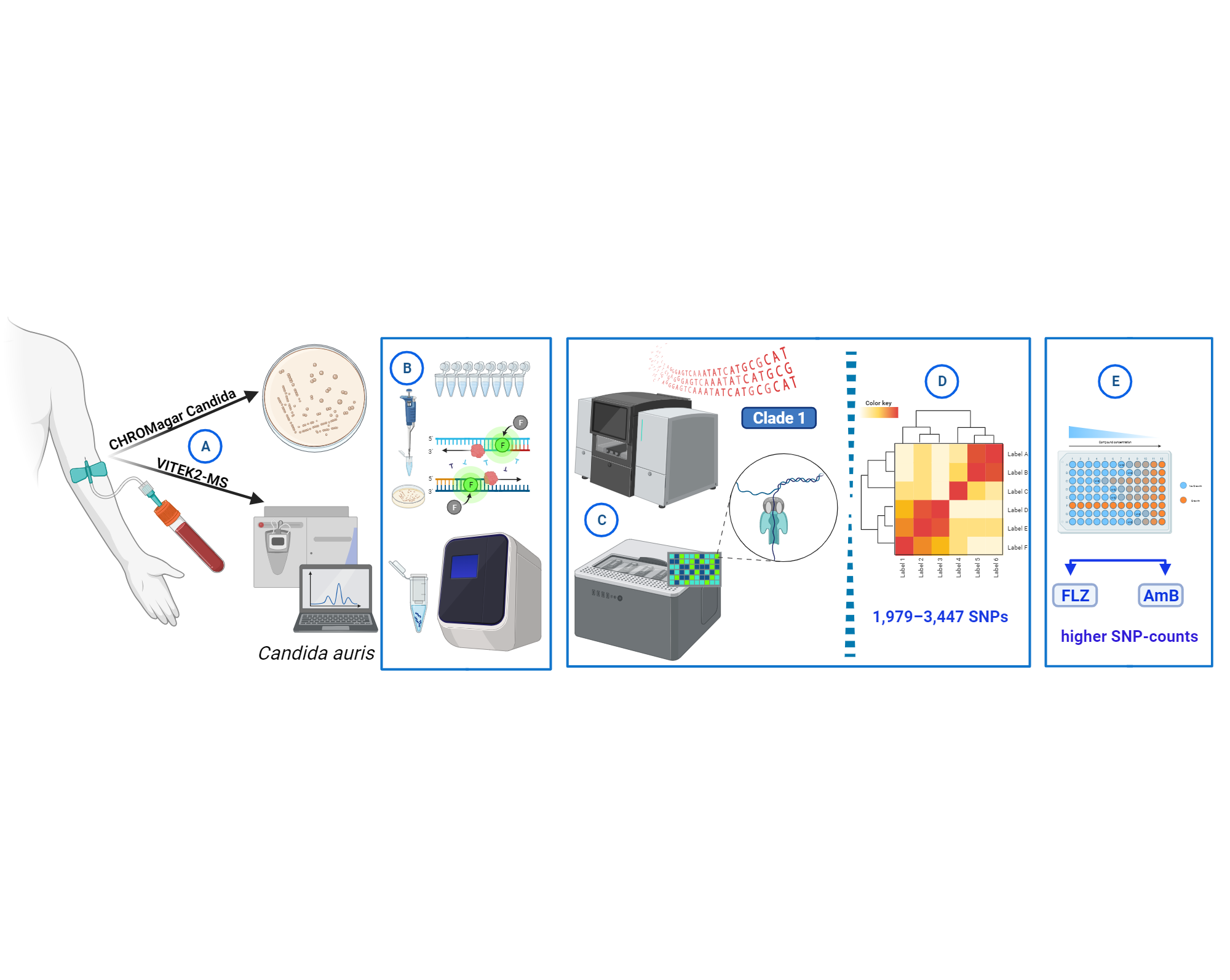 Candida auris A-C | BioRender Science Templates