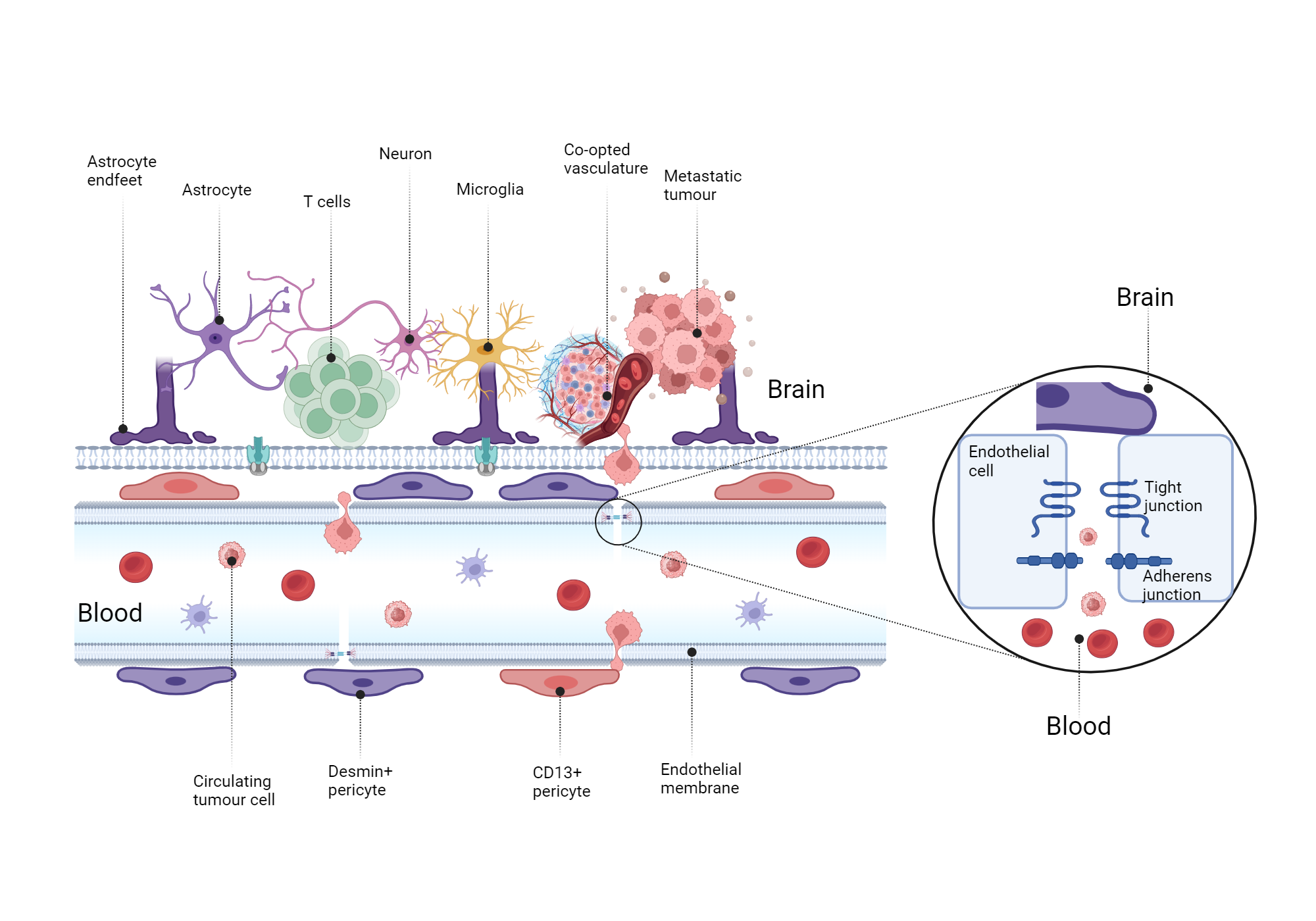 Structure of the BTB | BioRender Science Templates