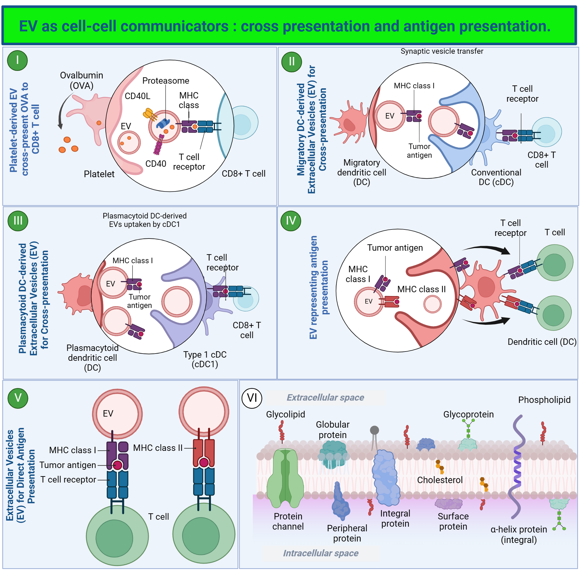 Extracellular Vesicles Ev For Cross Presentation And Antigen