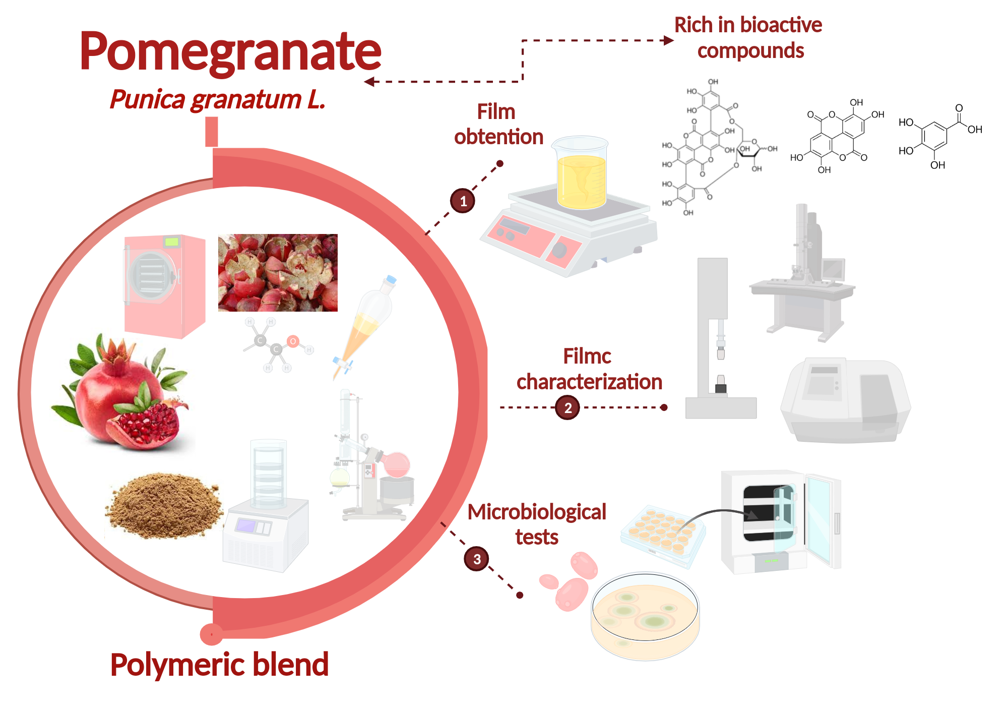Polymeric film based on pomegranate peel extract | BioRender Science ...