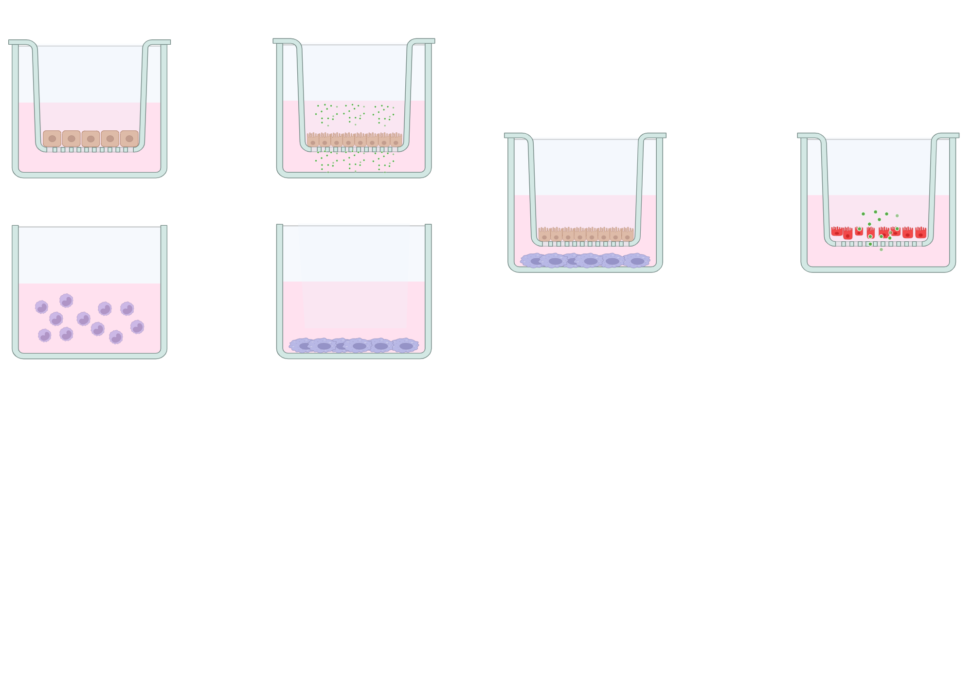 Caco-2 | BioRender Science Templates