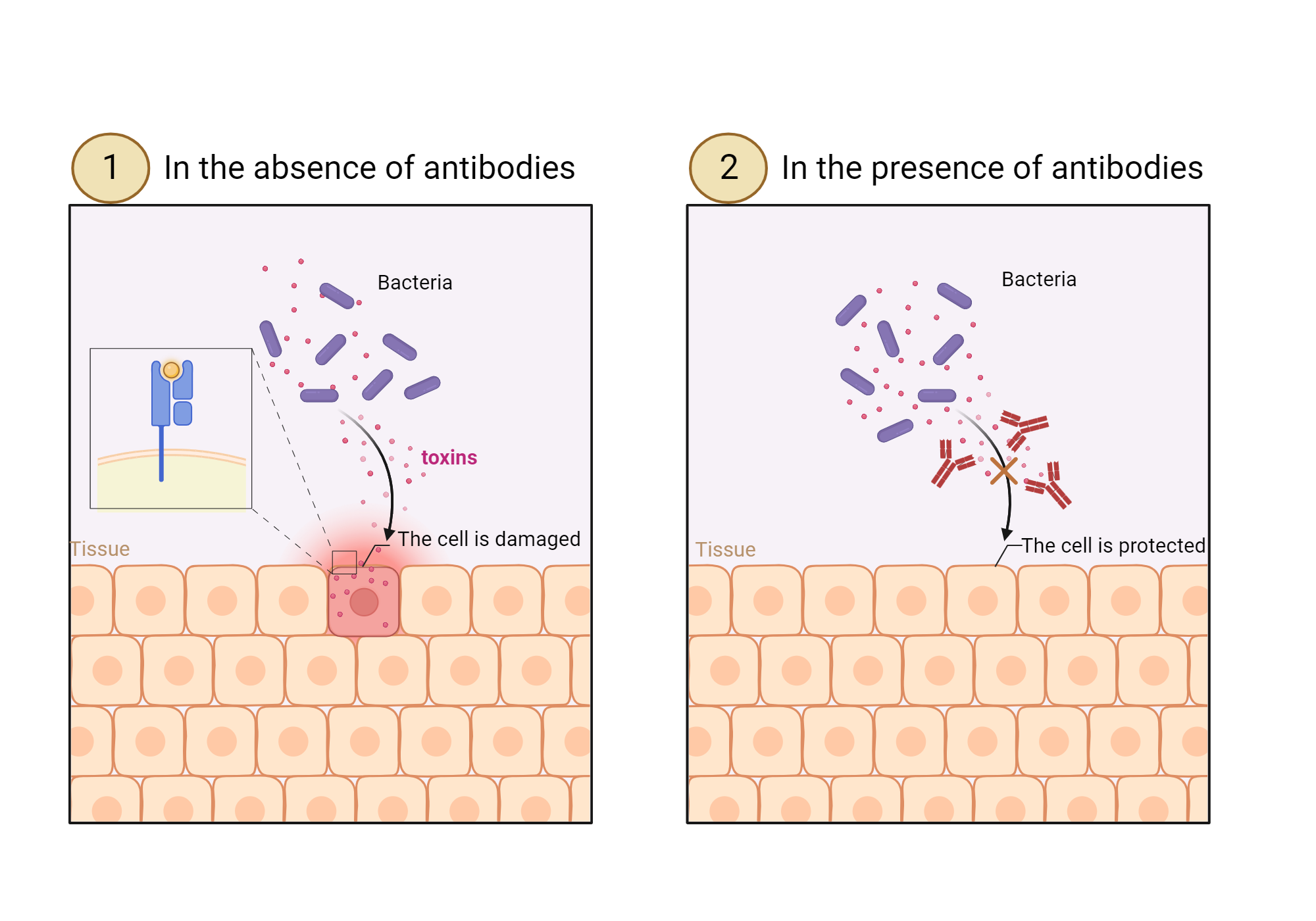 Neutralization of microbes by the antibodies | BioRender Science Templates
