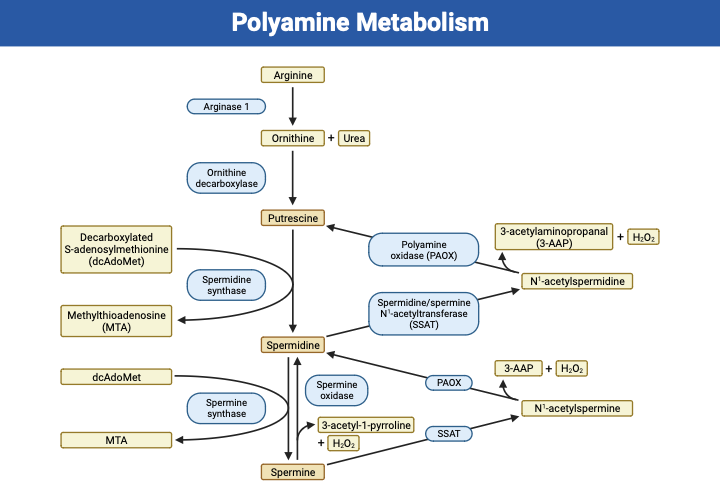 Polyamine metabolism | BioRender Science Templates