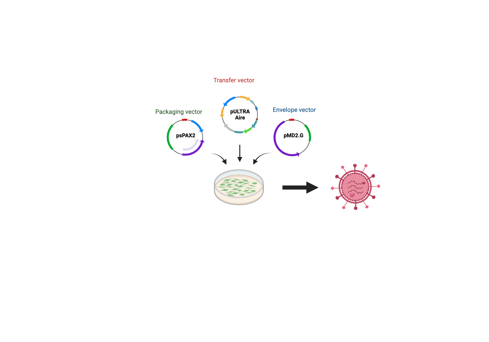 Lentivirus | BioRender Science Templates