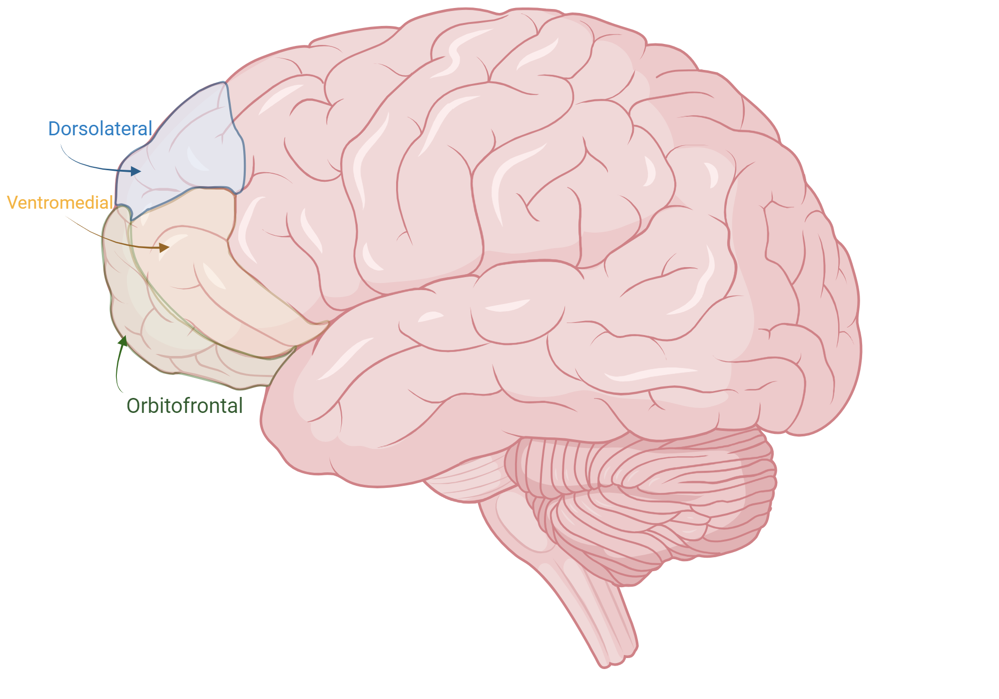 Prefrontal cortez areas | BioRender Science Templates