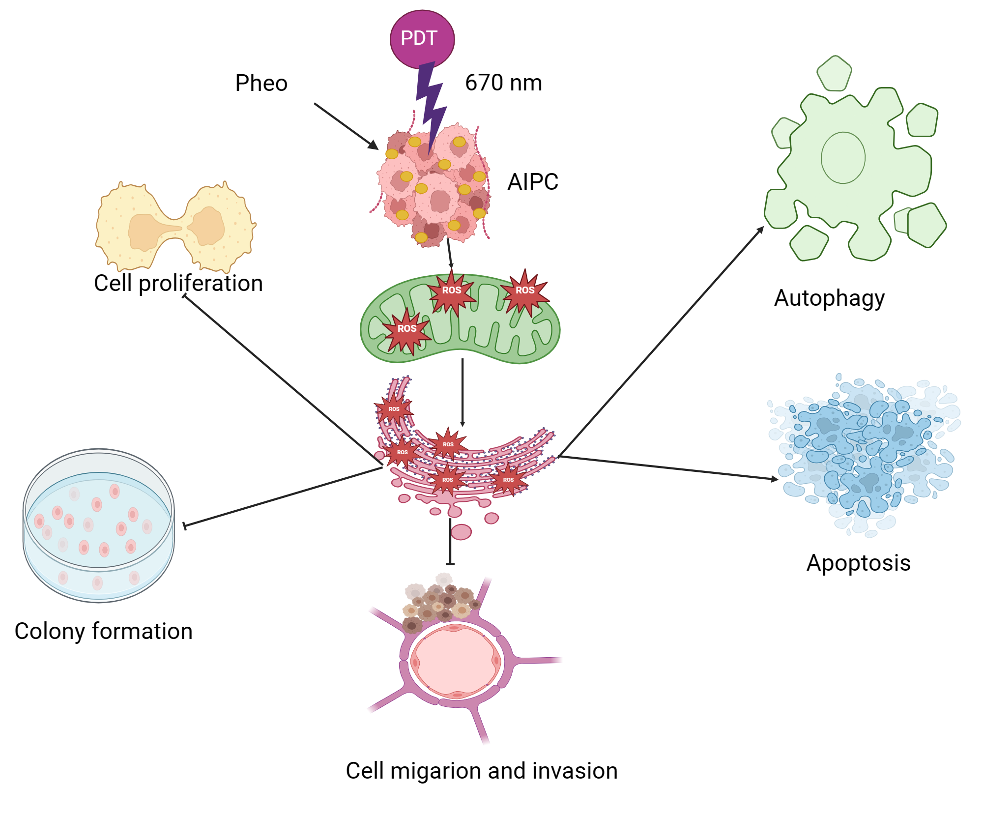Photodynamic therapy effect on androgen-independent prostate cancer ...