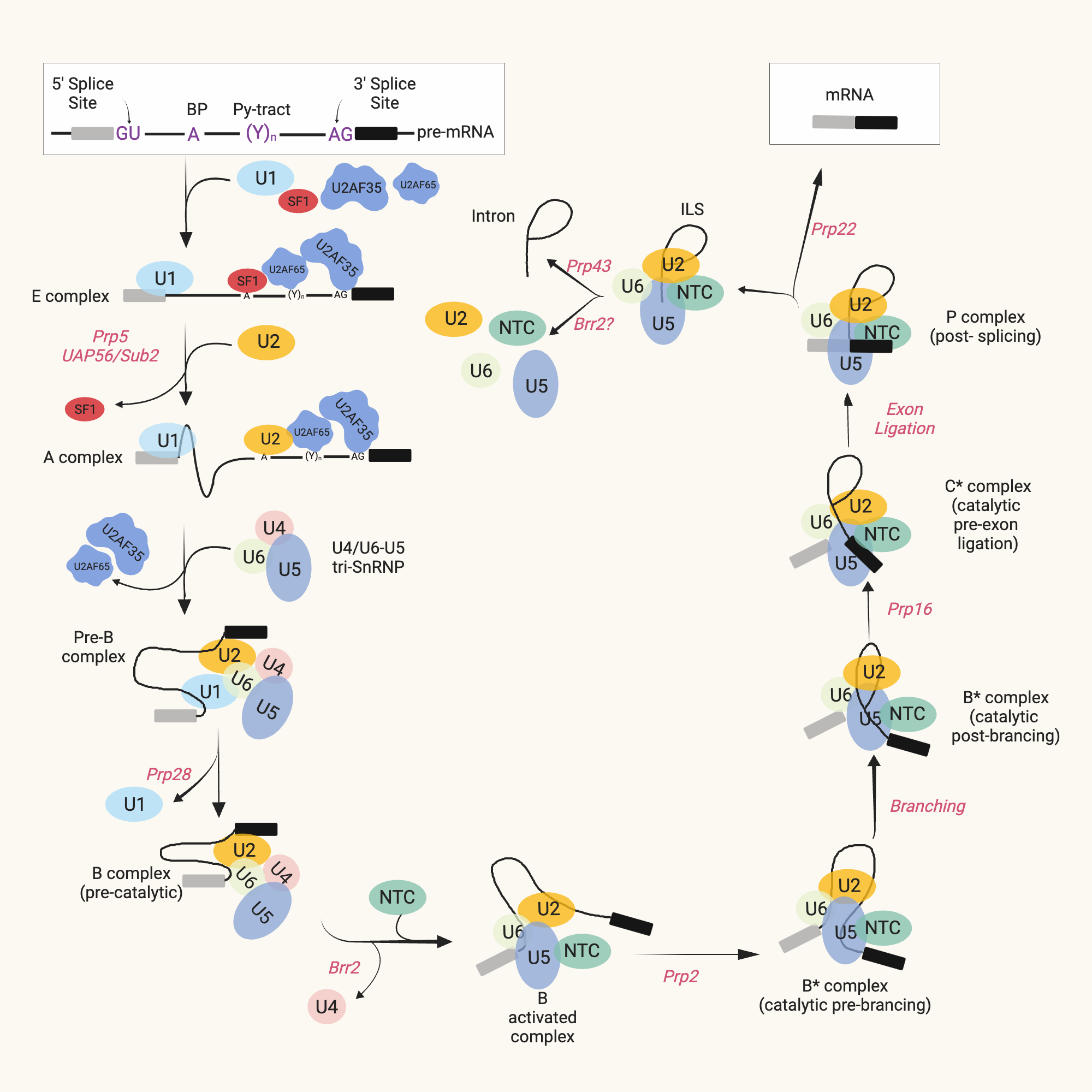 Splicing Mechanism | BioRender Science Templates