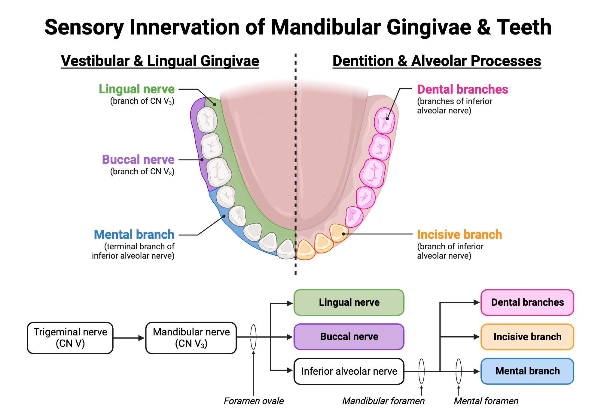 Sensory Innervation of Mandibular Gingivae and Teeth | BioRender ...