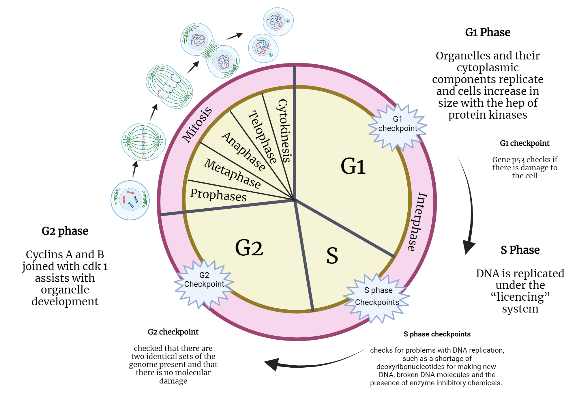 Cell Cycle | BioRender Science Templates