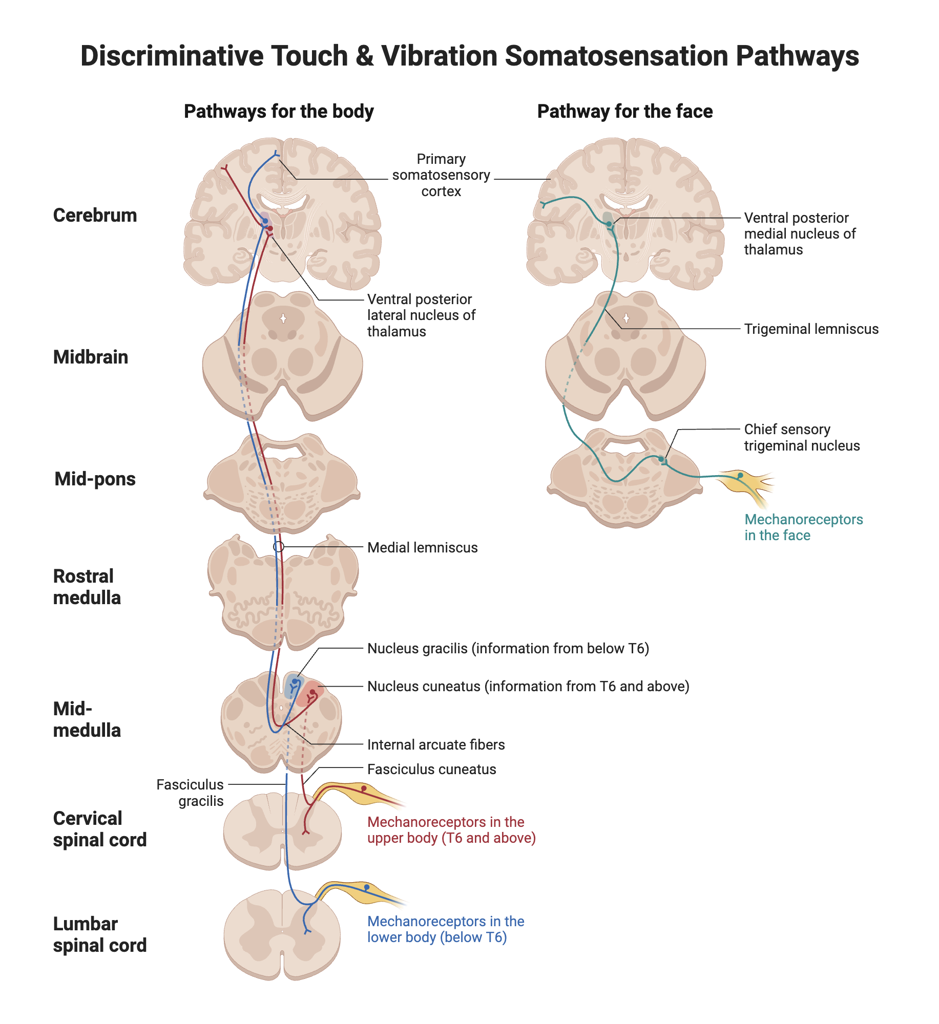 Discriminative Touch & Vibration Somatosensation Pathways | BioRender ...